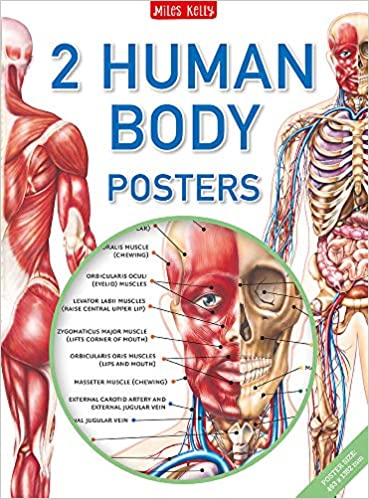 Human Body Poster Pack – DiskontoBooks